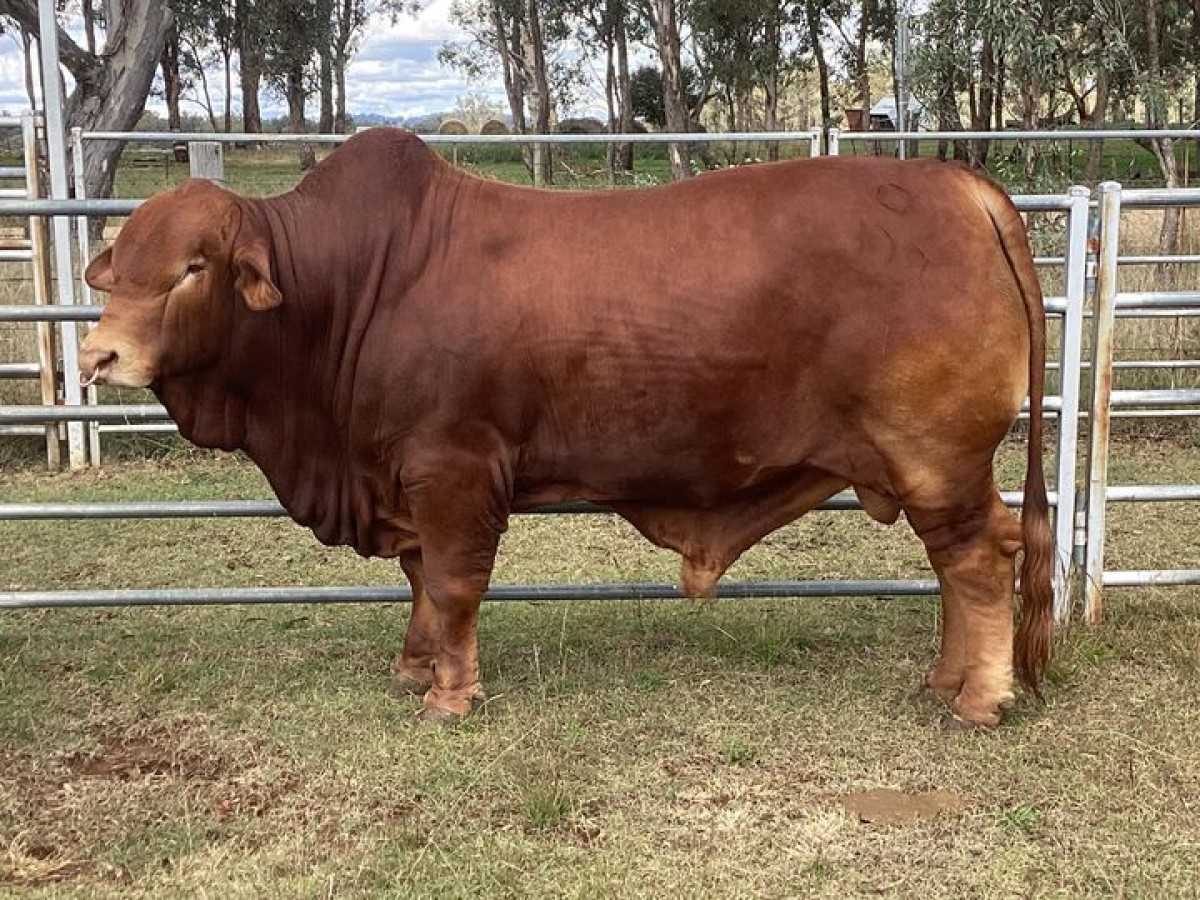 National Droughtmaster Sale 2021 - Heitiki Droughtmaster