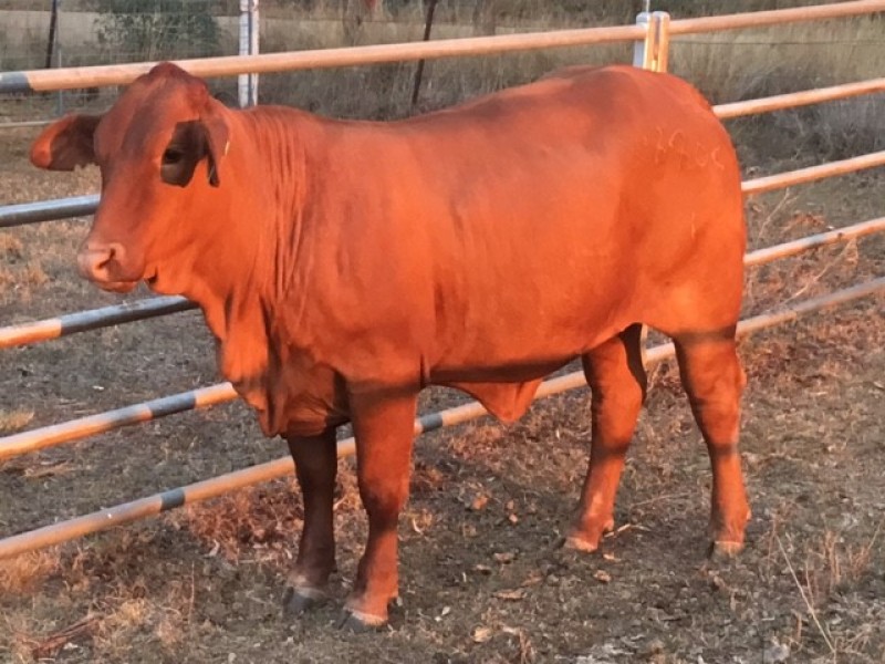 National Female Droughtmaster Sale 2023 - Heitiki Droughtmaster