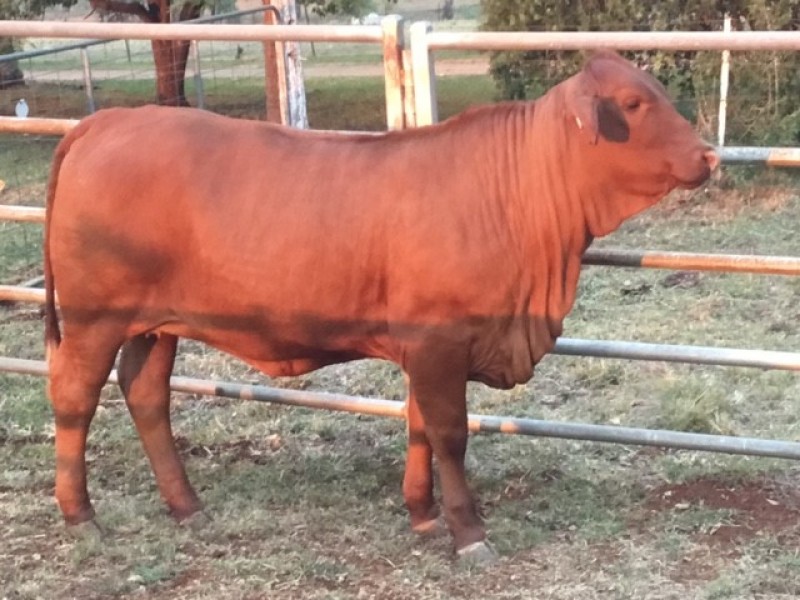 National Female Droughtmaster Sale 2023 - Heitiki Droughtmaster