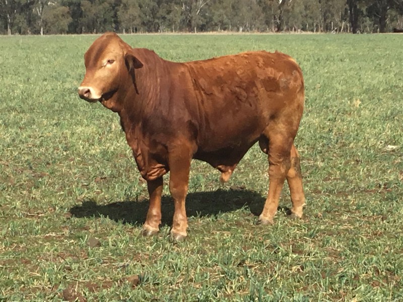 Paddock Bulls 2024