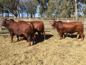 Droughtmaster Stud - Heitiki Droughtmaster - Breeding and selling high ...