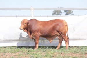 Droughtmaster Stud - Heitiki Droughtmaster - Breeding and selling high ...