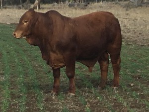 Droughtmaster Stud - Heitiki Droughtmaster - Breeding and selling high ...